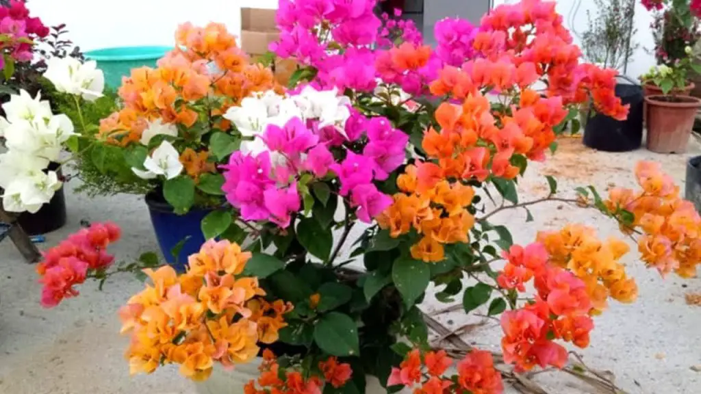 Cada flor tiene un significado: aquí está la guía del lenguaje de las ...