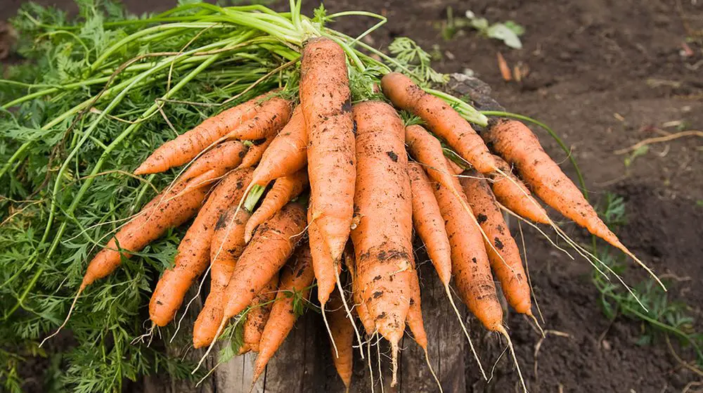 7 vegetales que casi cualquiera puede cultivar – Mis Consejos Jardinería