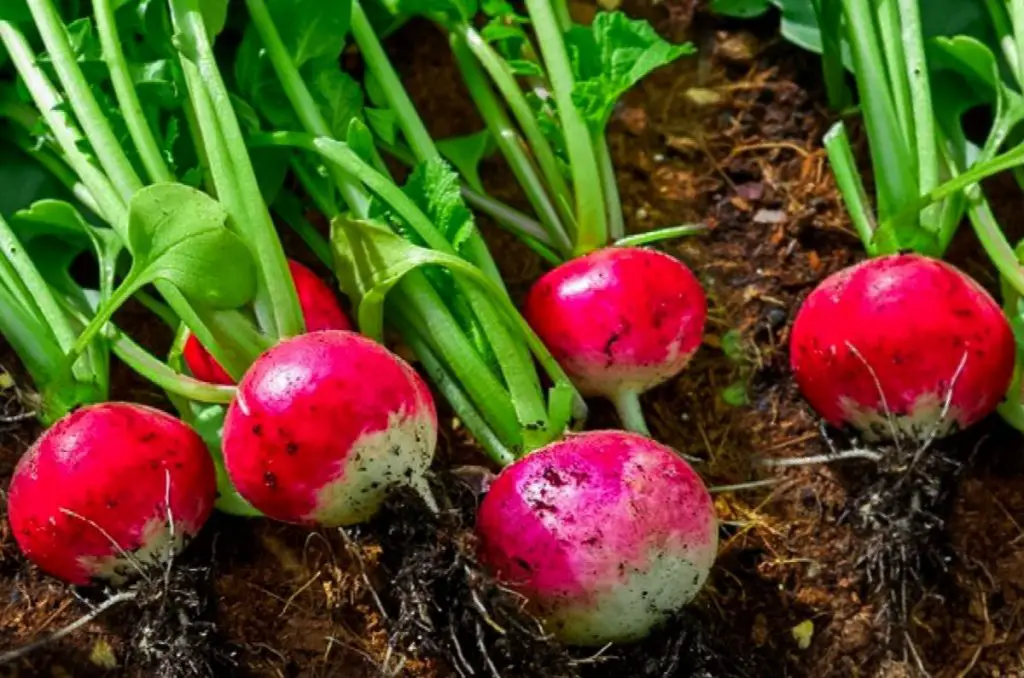 7 secretos sobre el cultivo de rábanos – Mis Consejos Jardinería