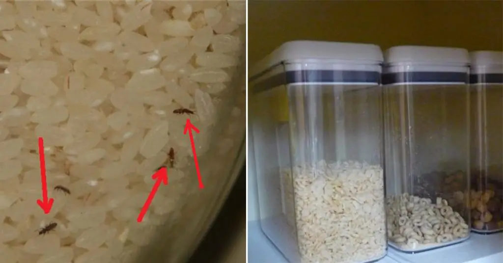 Cómo eliminar los molestos bichos verdes entre la ropa tendida a secar ...