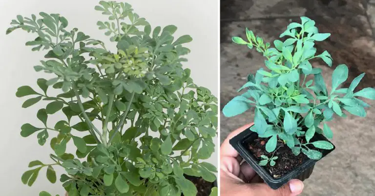 Cómo plantar ruda con estos sencillos pasos – Mis Consejos Jardinería