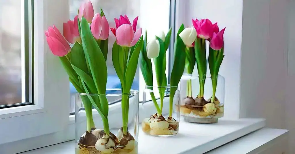 ¿Cómo cultivar tulipanes en agua? – Mis Consejos Jardinería