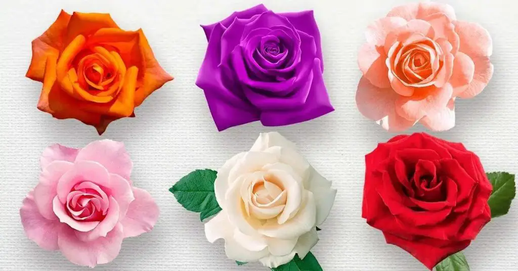 ¿Recibiste flores? Lo que significa cada color es inesperado. – Mis ...