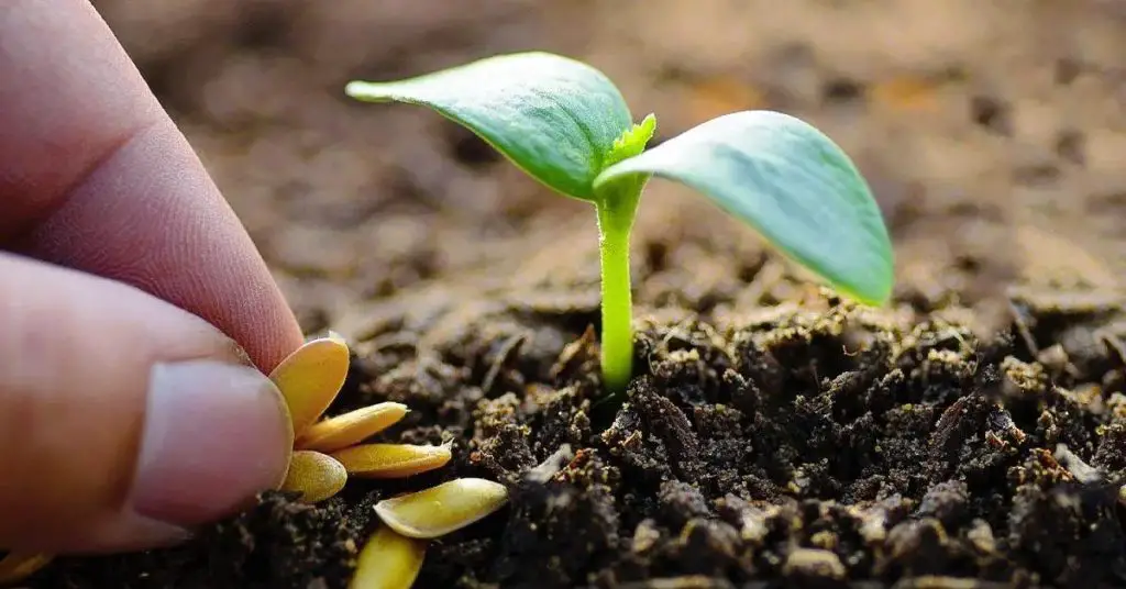 12 semillas de crecimiento rápido que crecen fácilmente – Mis Consejos ...