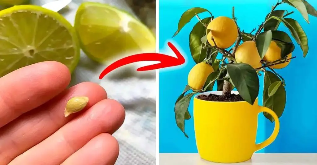 No tires las semillas de limón: así es como se usan para cultivar un ...