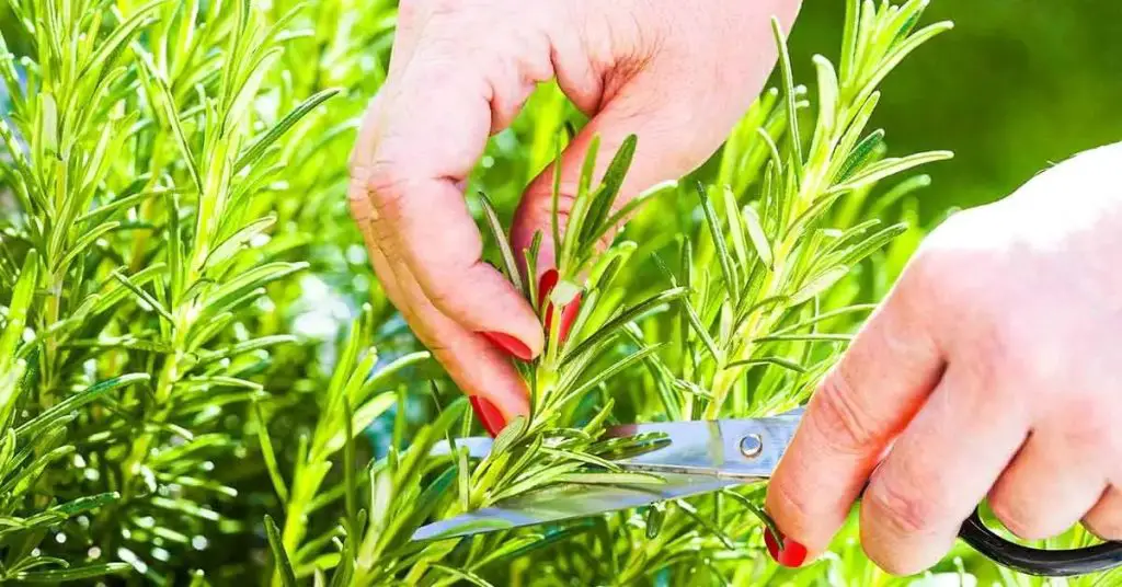 Estas son las hierbas aromáticas que definitivamente debes podar en ...
