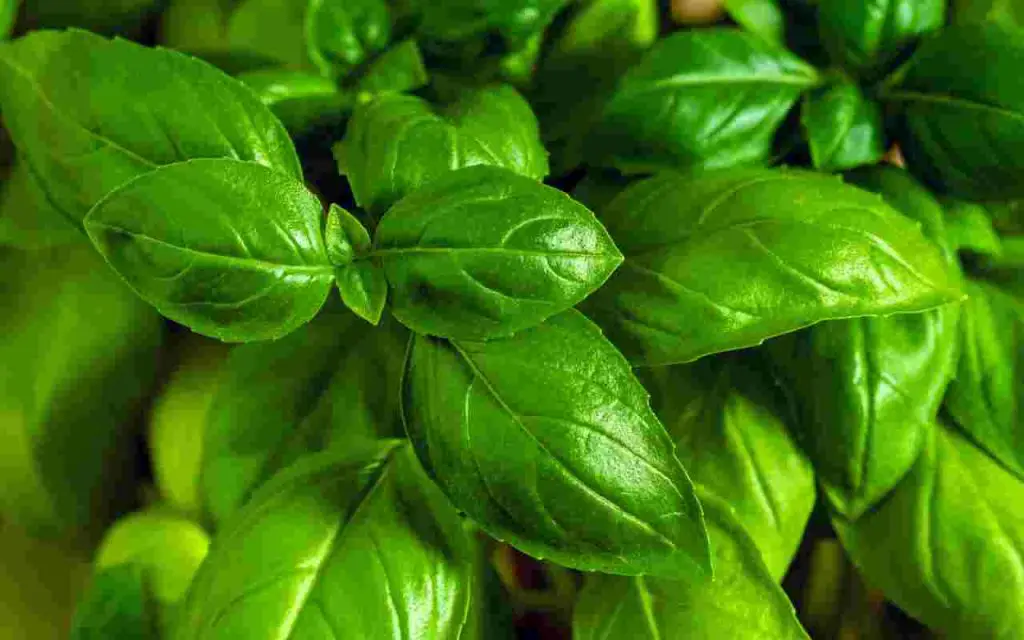 Adiós a los molestos insectos gracias a estas útiles plantas: esto es ...