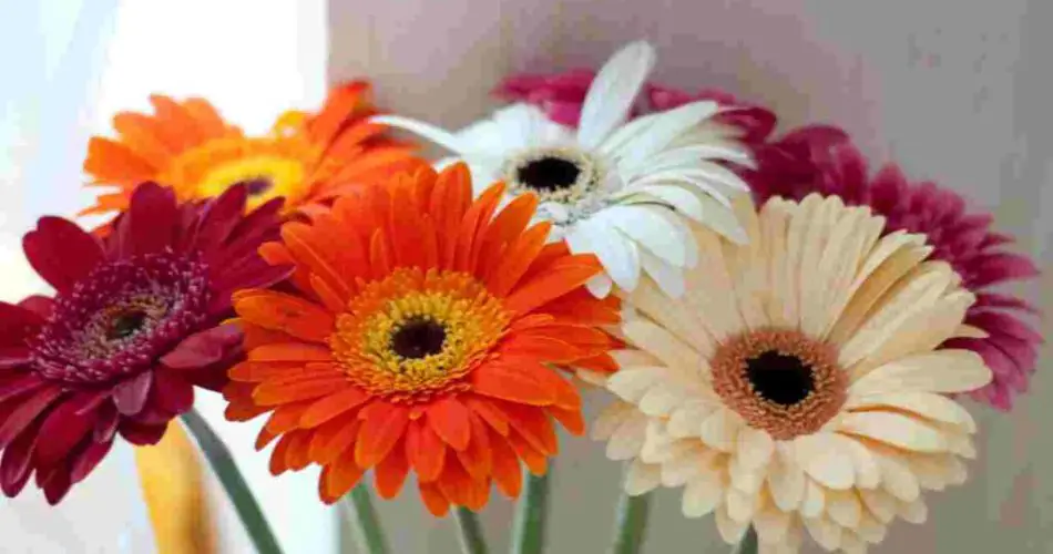 Si te encantan las flores coloridas, entonces deberías cultivar una de ...