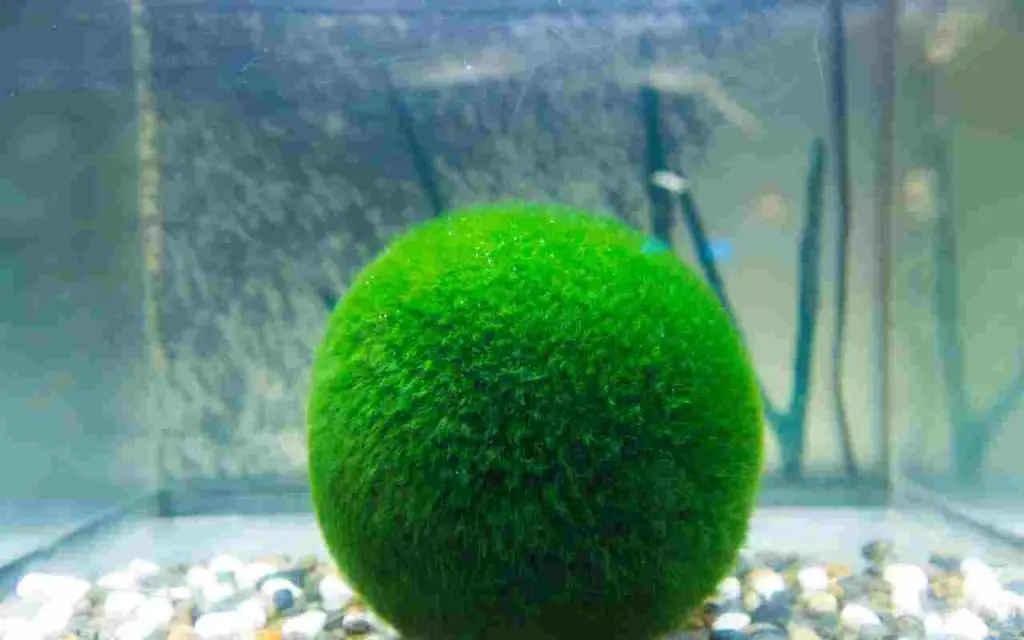 Todo el mundo está loco por esta alga oriental: así es como se cultiva Marimo – Mis Consejos ...
