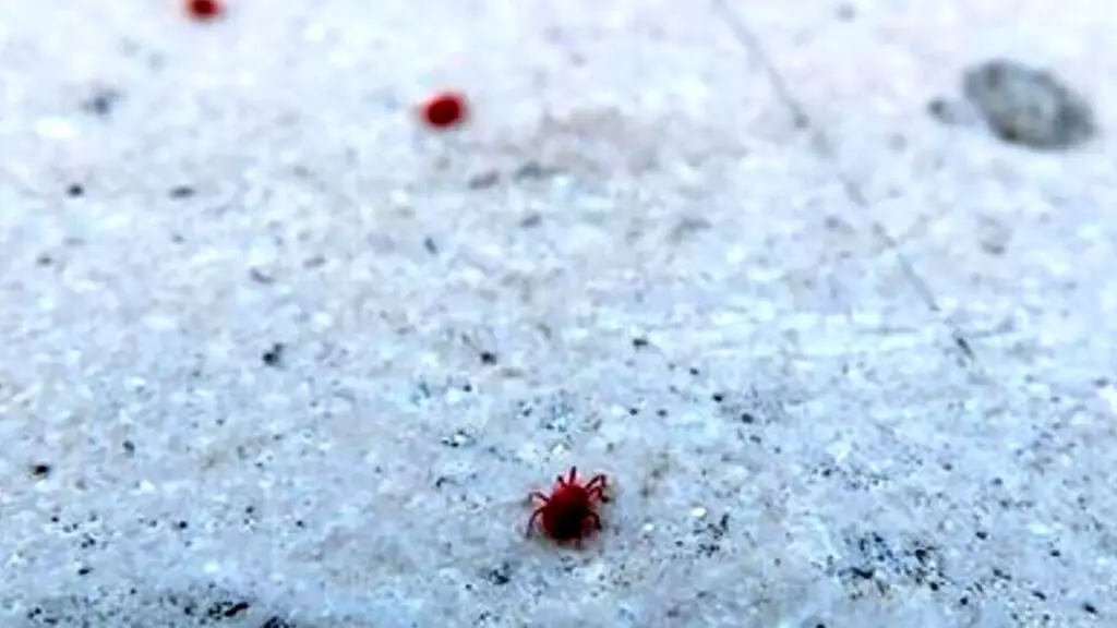 Libérate de los ácaros rojos: esto es lo que provocan y cómo hacerlo ...