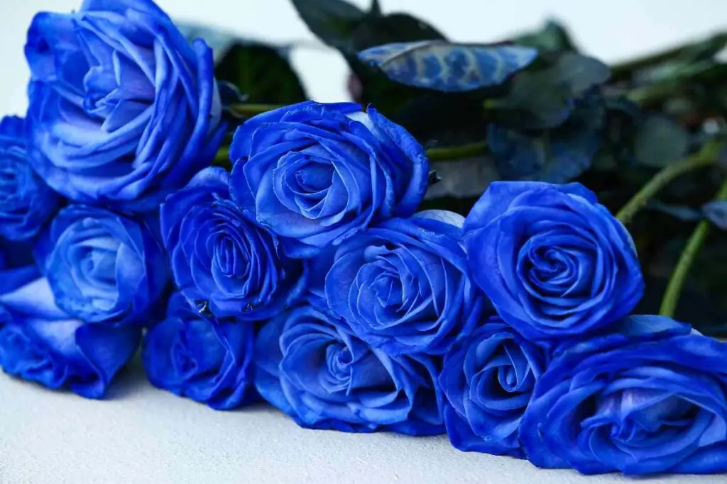 Rosas azules: ¿existen en la naturaleza? aquí está cómo conseguirlos ...