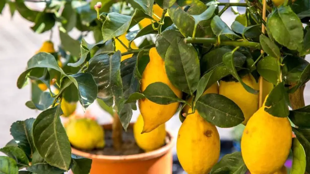 ¿Sabes lo que pasa si dejas limones pegados a la planta? Los expertos ...
