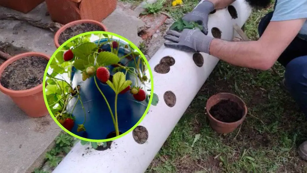 Huerto, cómo cultivar fresas en tubos: aquí está la técnica muy simple – Mis Consejos Jardinería