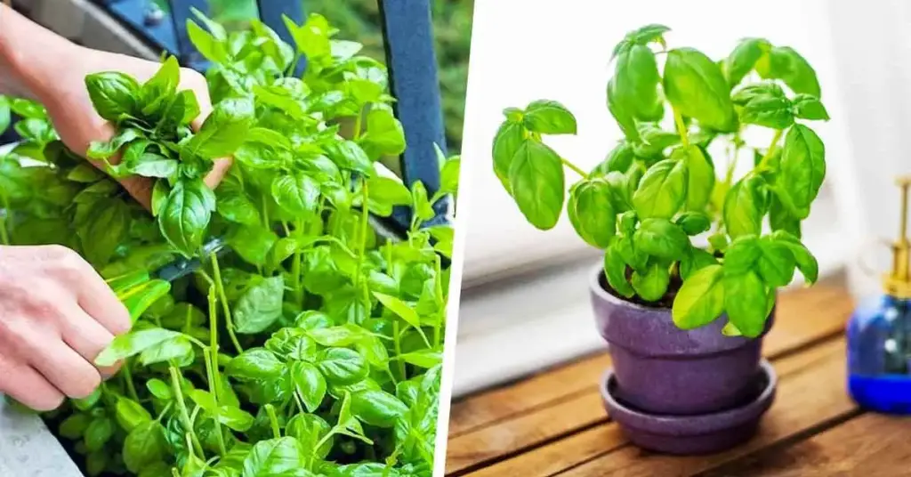 El truco para cultivar albahaca sin parar y tenerla todo el año – Mis ...