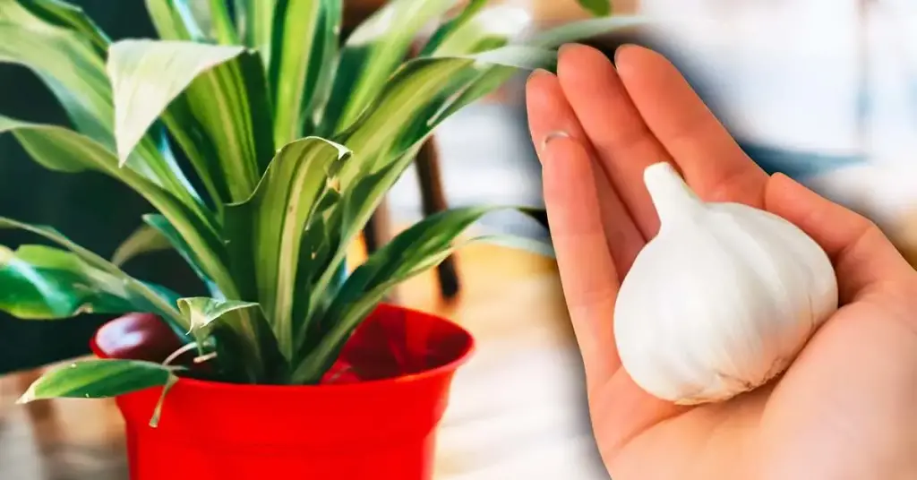 ¿Por qué se debe plantar un diente de ajo en una maceta? – Mis Consejos ...