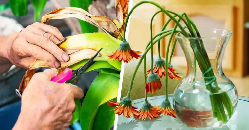 He Aquí Cómo Evitar Que Las Plantas Se Sequen Mis Consejos Jardinería