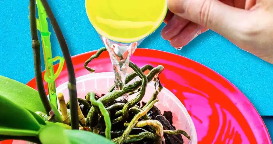 ¿Cómo obtener agua de riego sin cal para tus plantas? – Mis Consejos ...