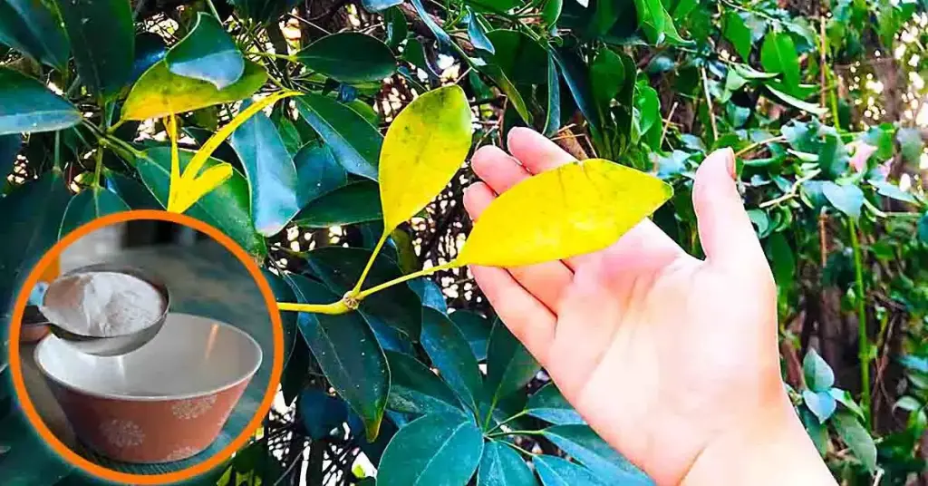 ¿Por qué las hojas de las plantas se vuelven amarillas? – Mis Consejos ...
