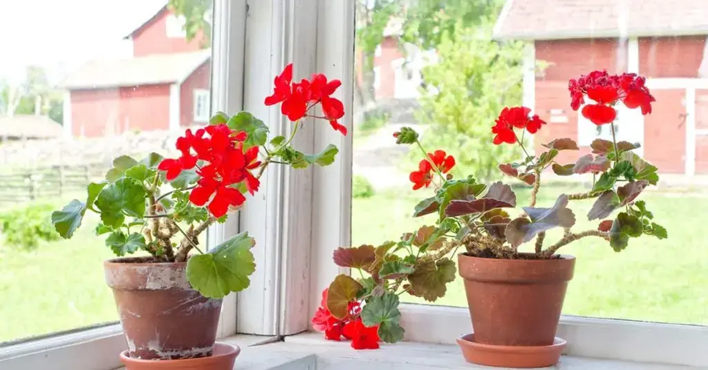 ¿Cómo hibernas los geranios? – Mis Consejos Jardinería