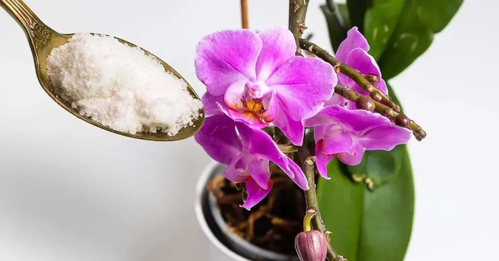 ¿Cómo hacer que una orquídea vuelva a florecer con ajo en polvo? – Mis ...