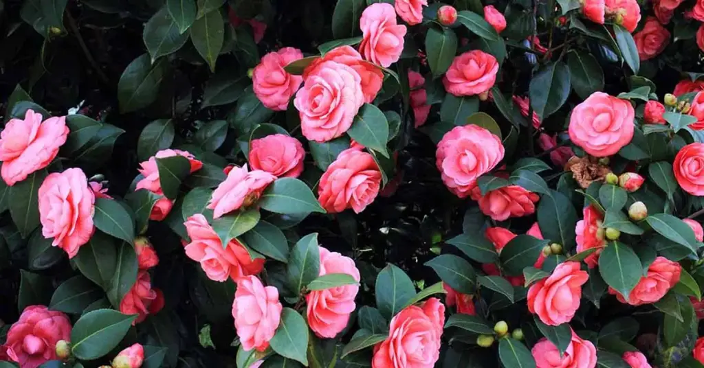 ¿Cómo plantar una camelia en el suelo? – Mis Consejos Jardinería