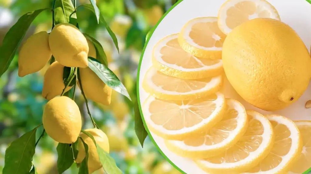 Hermosos y jugosos limones en casa, todos los consejos para crear una ...