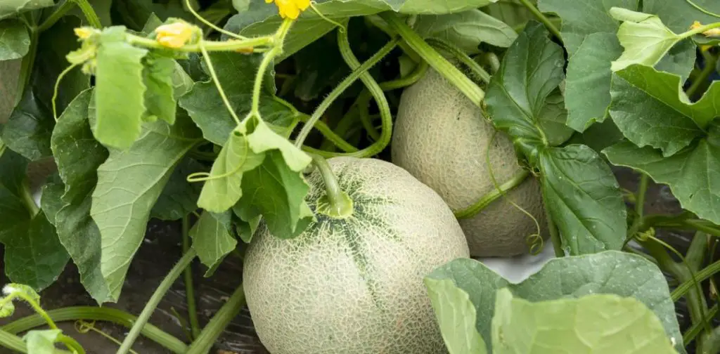 10 consejos para cultivar y cosechar melones jugosos y deliciosos – Mis ...