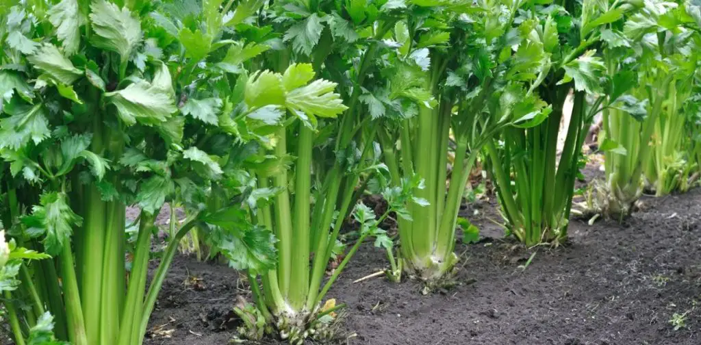 Cultivar apio como un experto: consejos prácticos para una cosecha ...