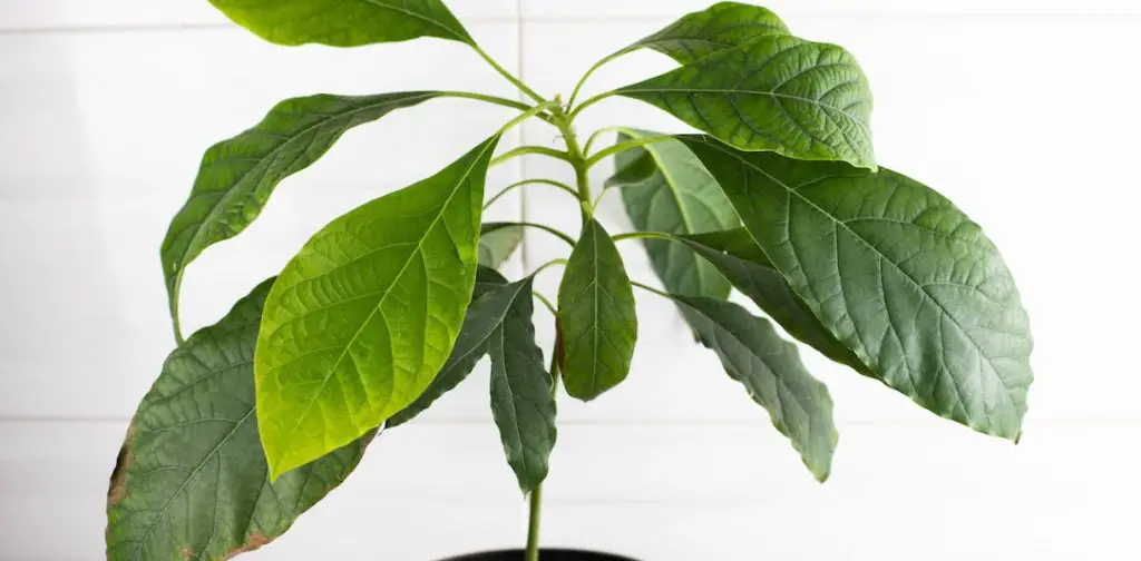 Cultivar un aguacate: ¡el mejor truco para brotar y hacer crecer un ...