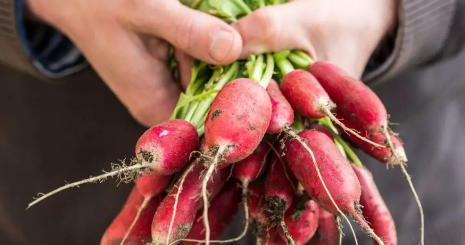 Cultivo exitoso de rábanos: siembra, cultivo, mantenimiento y cosecha ...