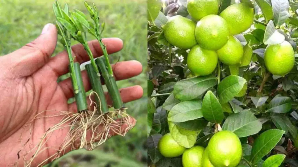 Limones, cómo multiplicarlos y tenerlos jugosos: el método utilizado ...