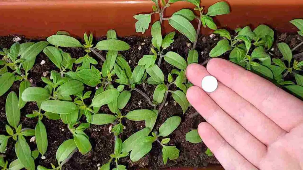 Dona una súper cosecha, entiérrala en todas las plántulas del jardín y ...