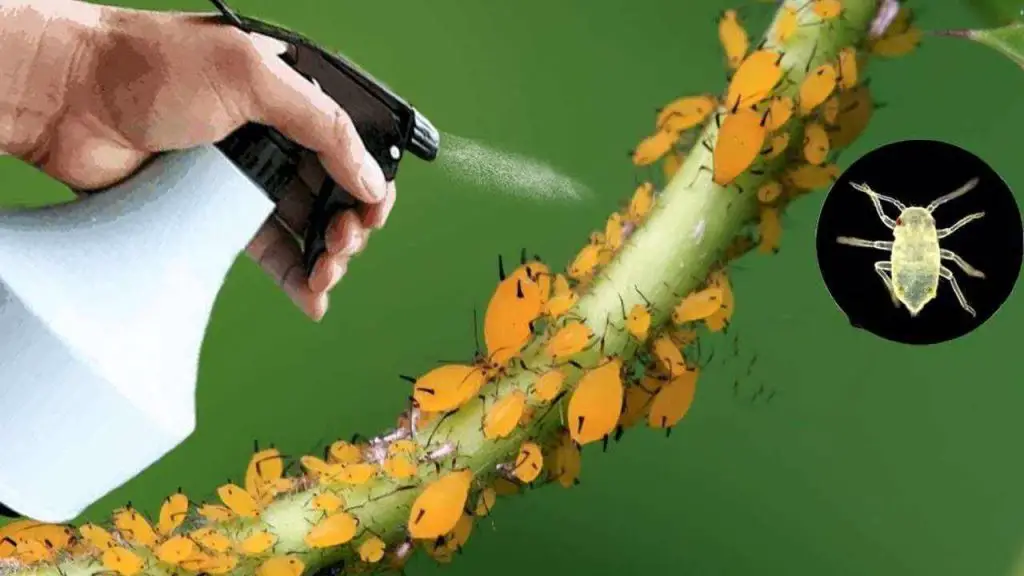 El insecticida natural más fuerte que existe: elimina pulgones y moscas ...
