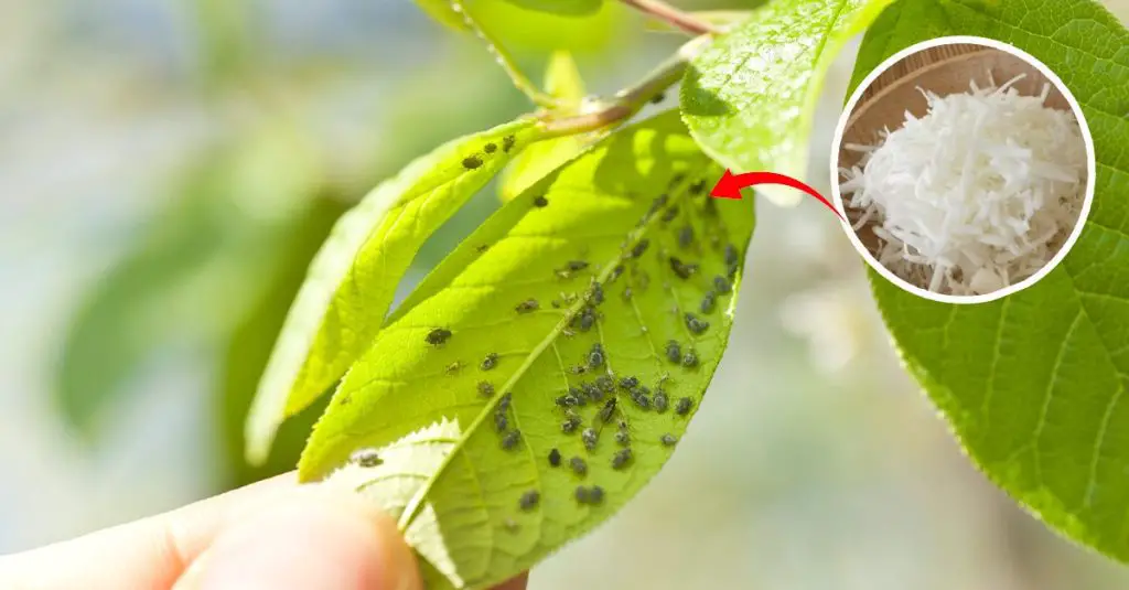 Cómo proteger las plantas de los insectos: el método natural. – Mis ...