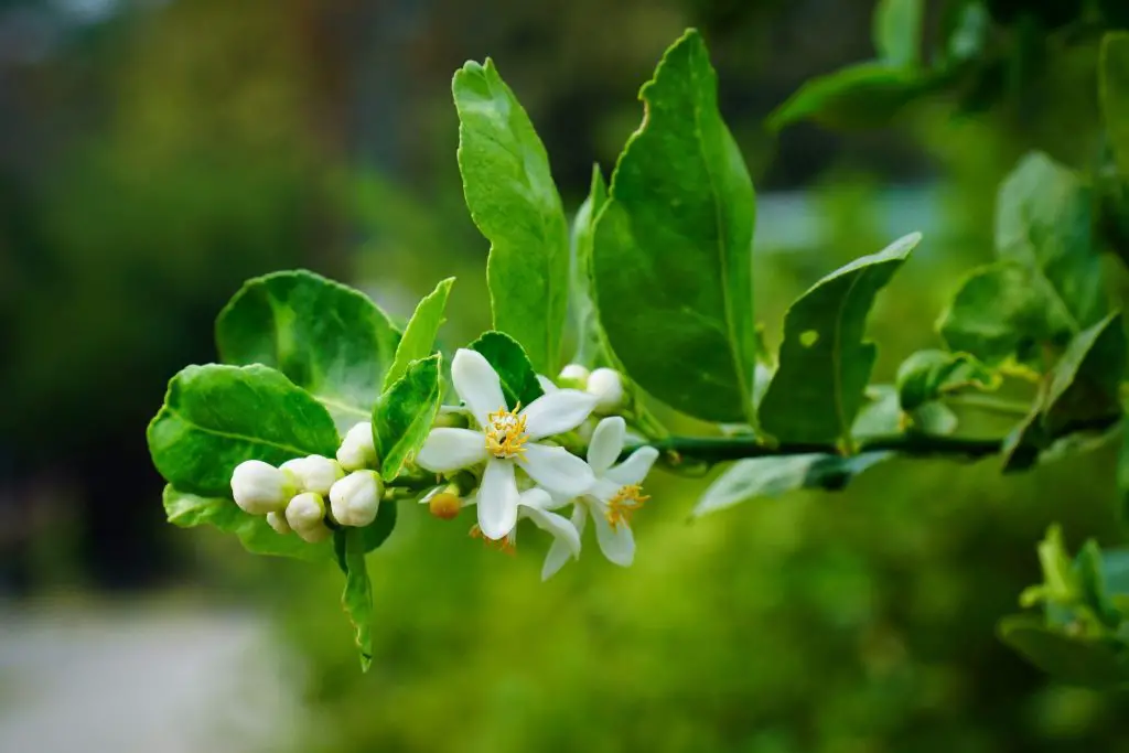 Cómo cuidar la planta de limón cuando comienza a florecer. – Mis ...