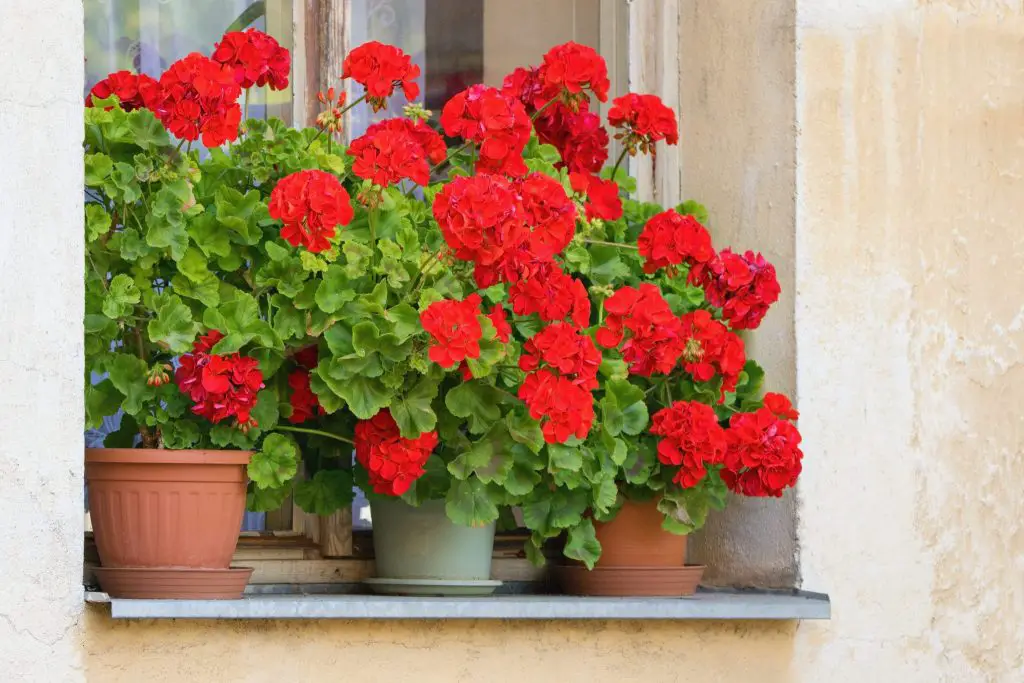 Cómo cultivar y cuidar geranios. – Mis Consejos Jardinería